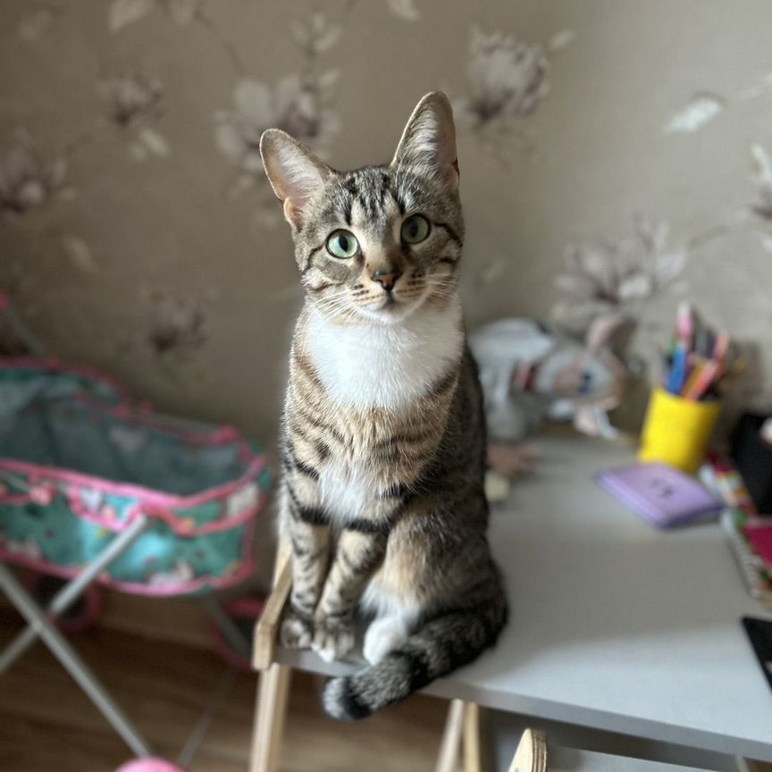 Кошка в добрые руки