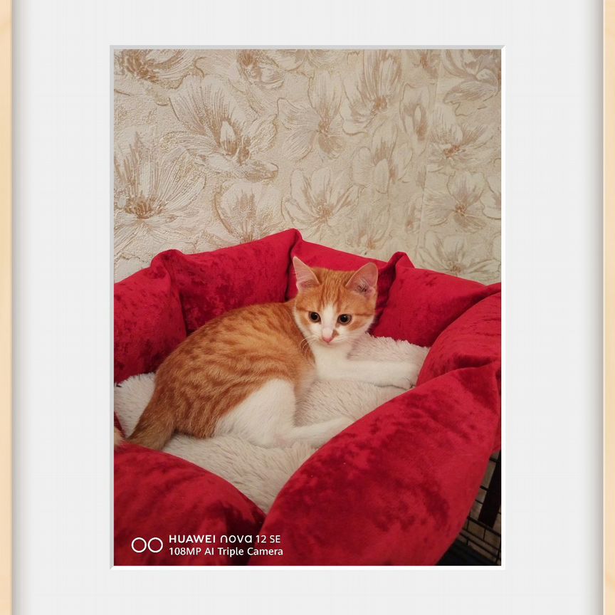 Котята