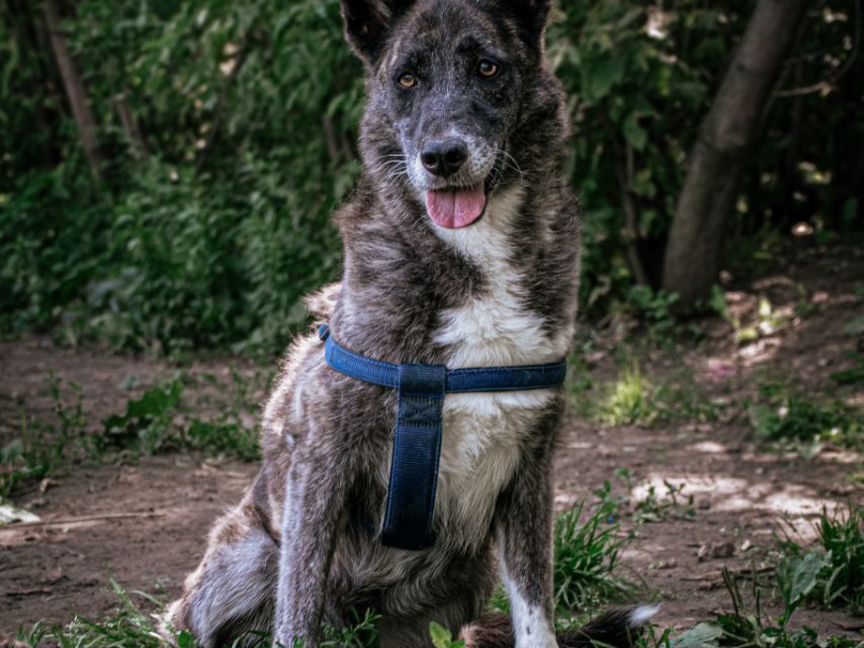 Спокойная ласковая собака из приюта