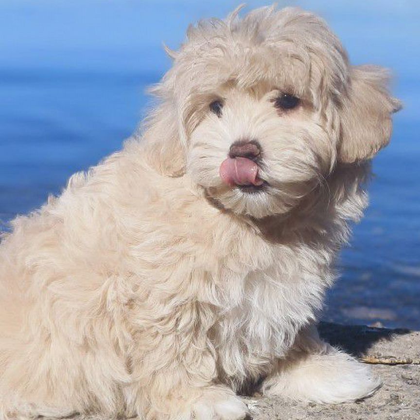 Мальтипу, щенок