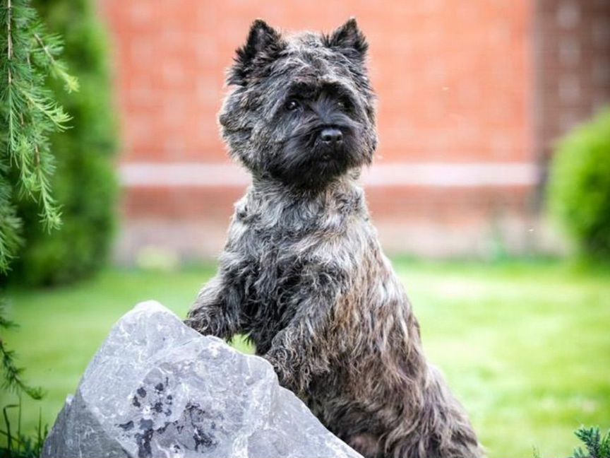 Керн терьер - счастье