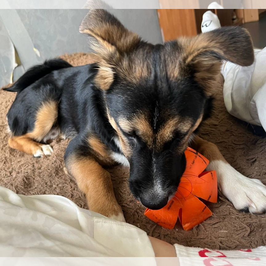 Немецкая овчарка, щенок