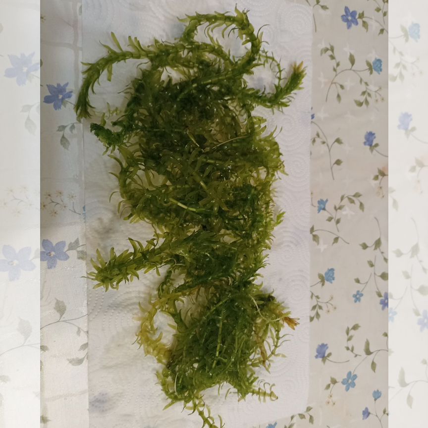 Водоросли Элодея аквариумное растение