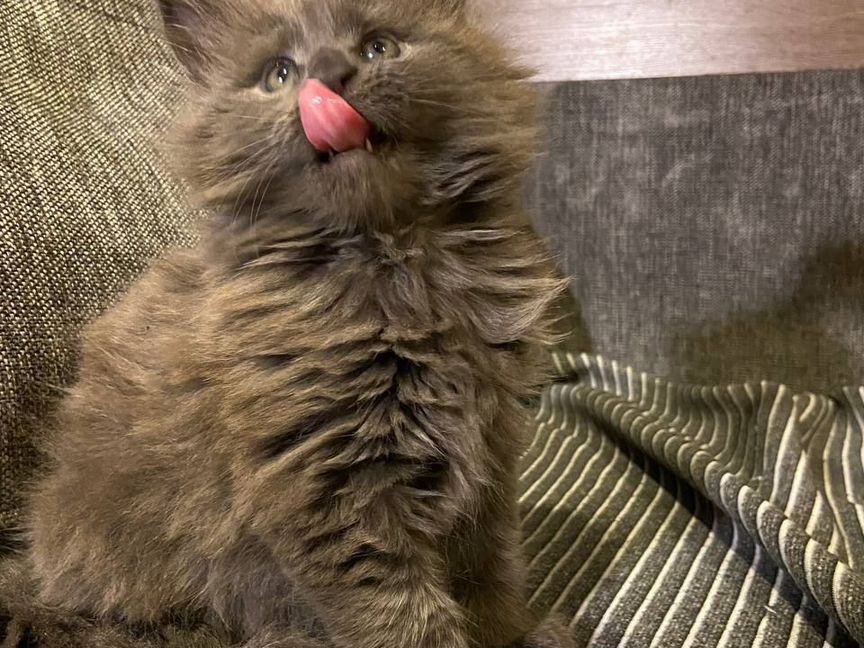 Девочка Мейн-кун