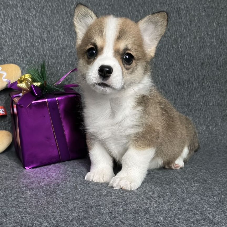 Вельш Корги Пемброк, щенок