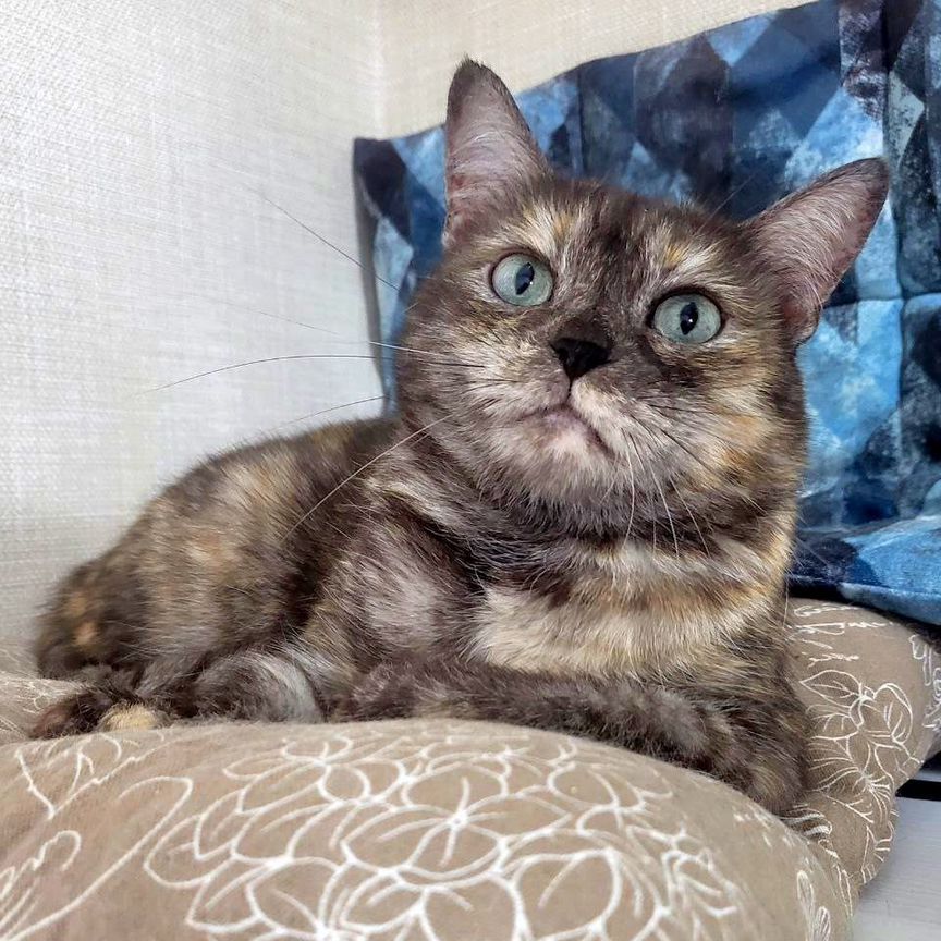 Полли в добрые руки