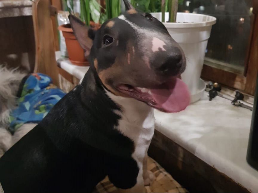 Миниатюрный бультерьер