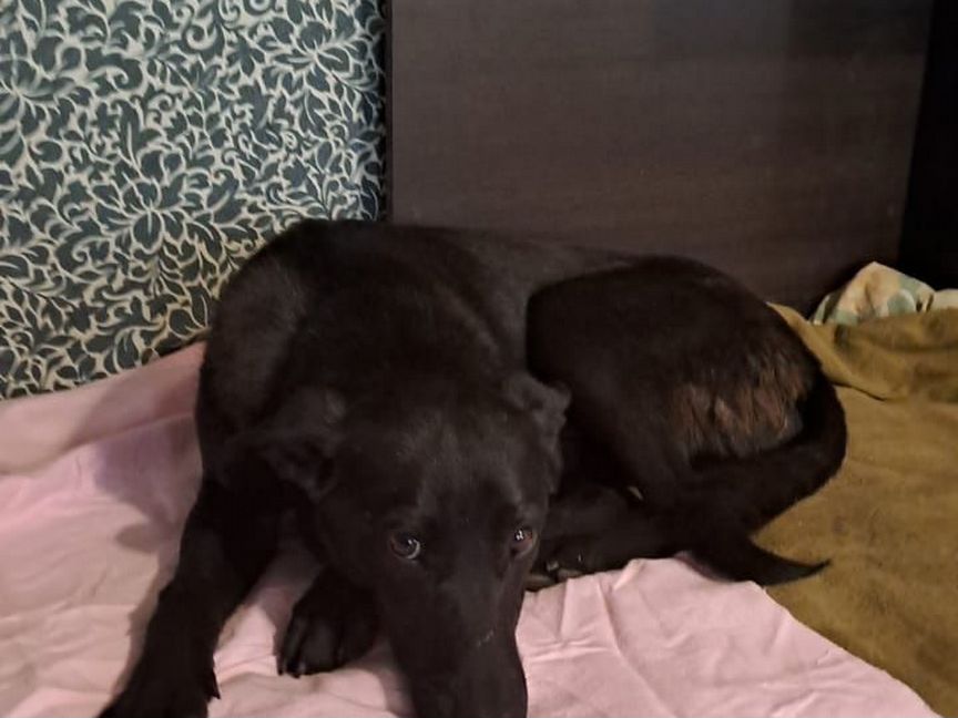 Собака в добрые руки