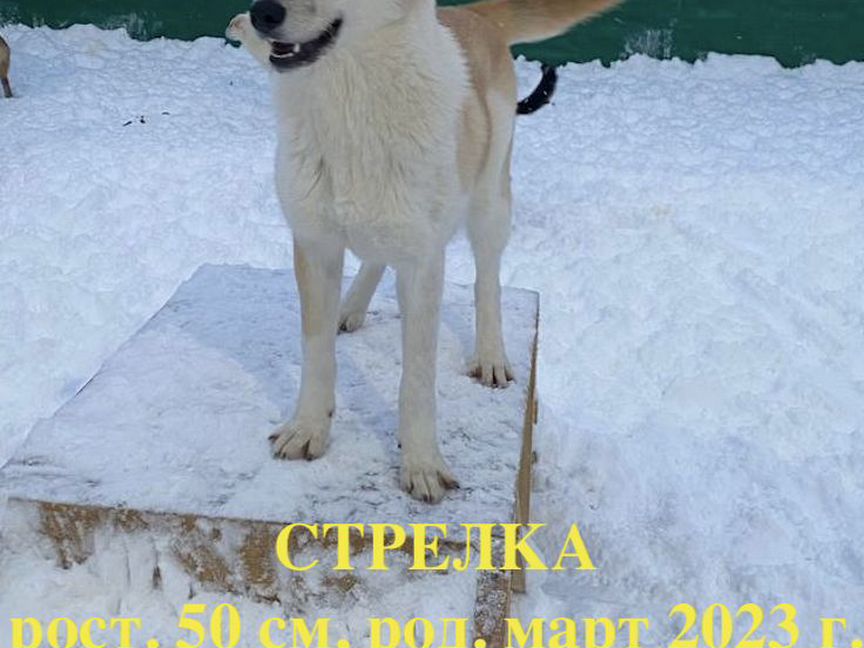 Помесь лабрадора Стрелка, 11 месяцев