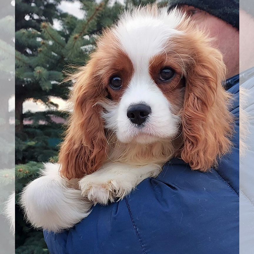 Кавалер кинг-чарльз-спаниель, щенок