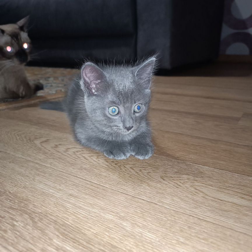 Котёнок в добрые руки