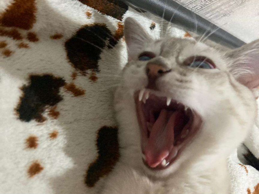 Кошка