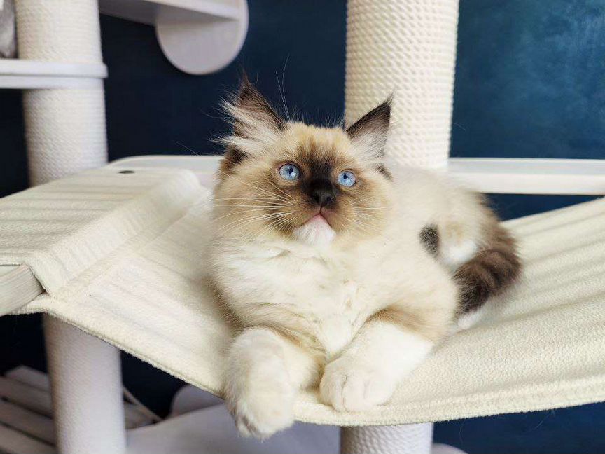 Котёнок рэгдолл