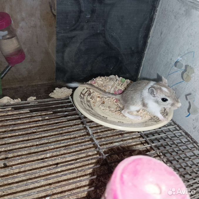 Песчанки (малыши 2 месяца)