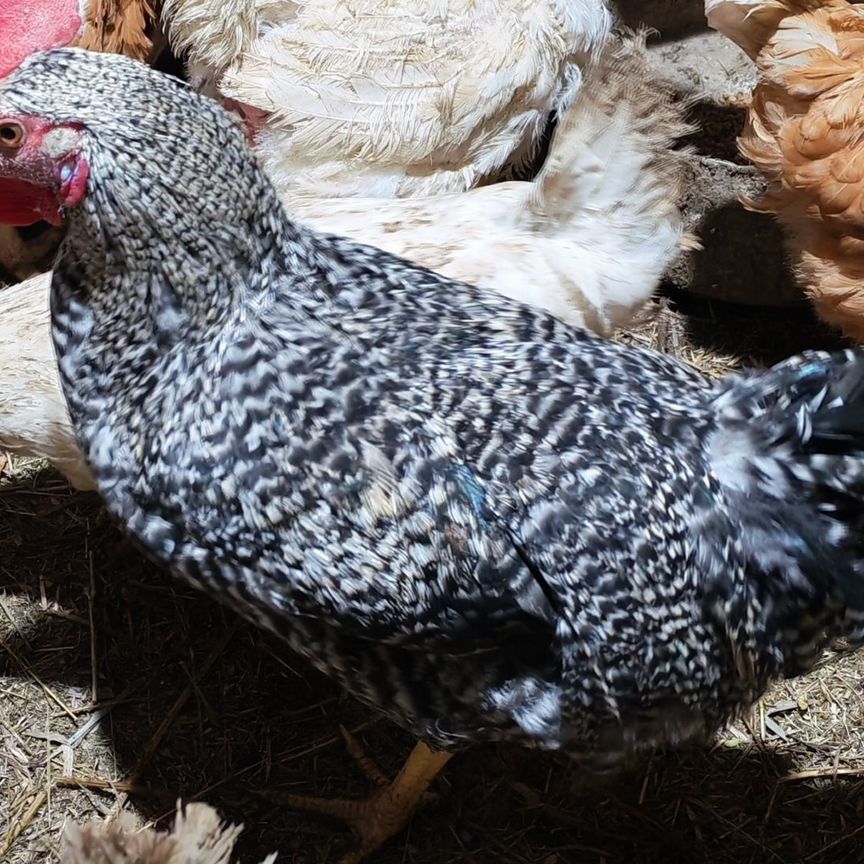 Продам петуха