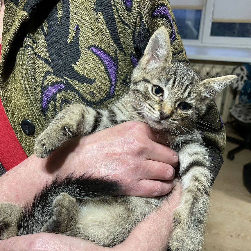 Котёнок в добрые руки