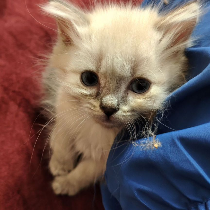 Отдам бесплатно котенка