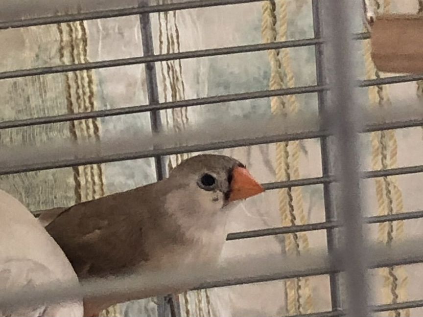 Зебровая амадинка девочка