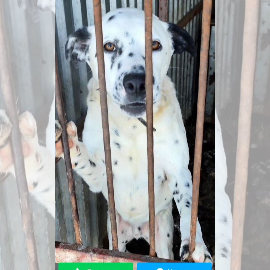 Долматинец