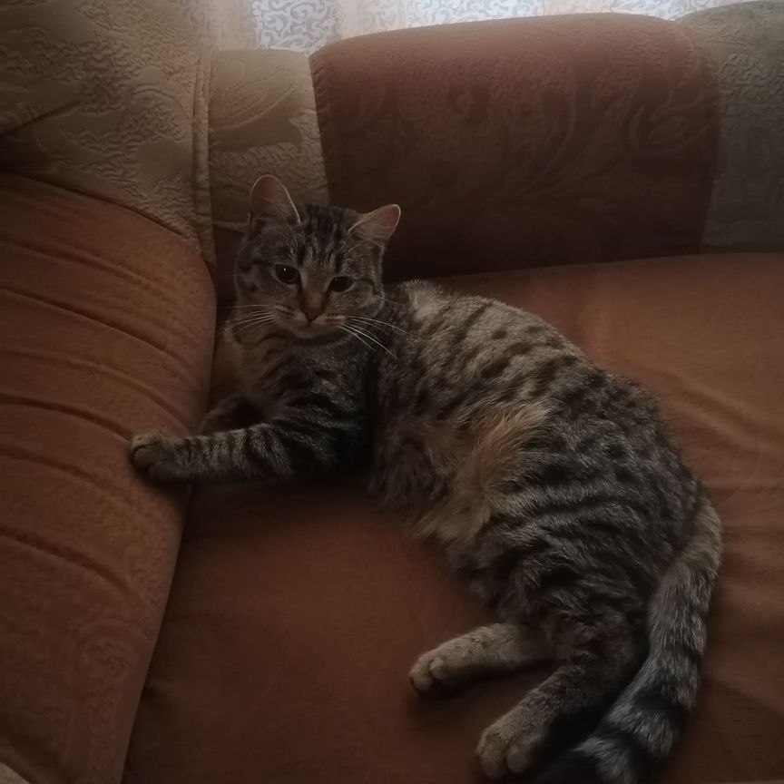 Котята 8 месяцев