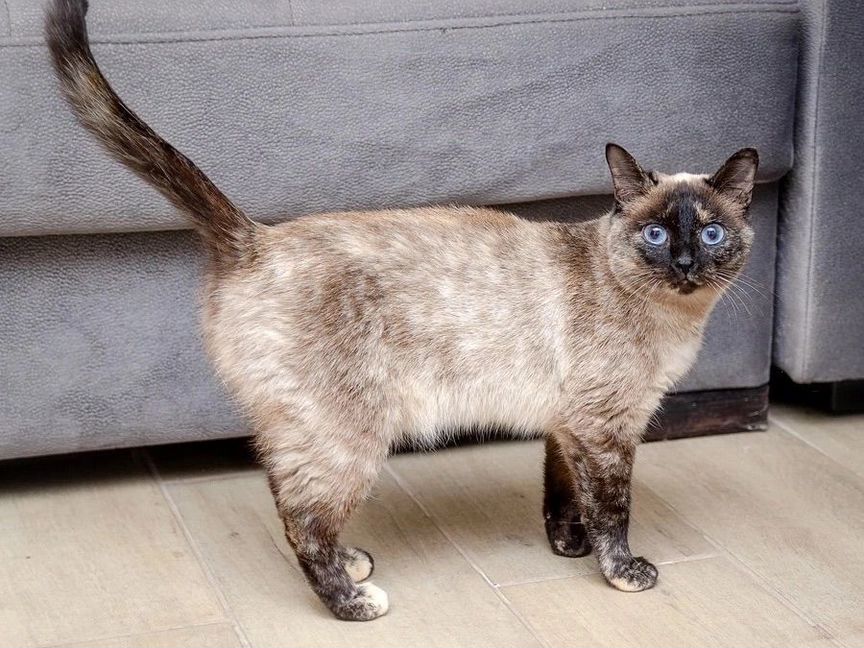 Ласковая Сима (1годик) пережила предательство