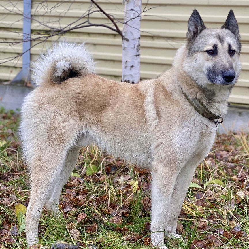 Западносибирская лайка, взрослый пёс