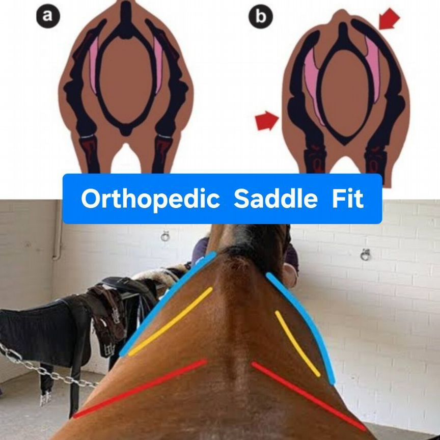 Подбор/коррекция седла при асимметрии лошади