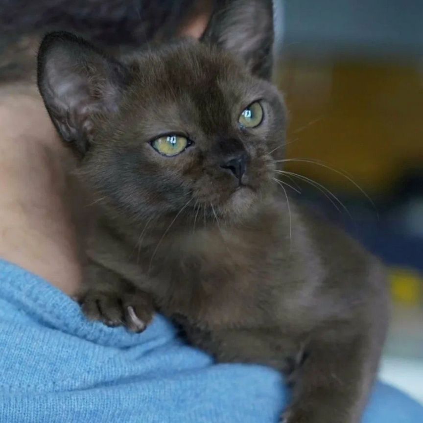 Мальчик соболёк