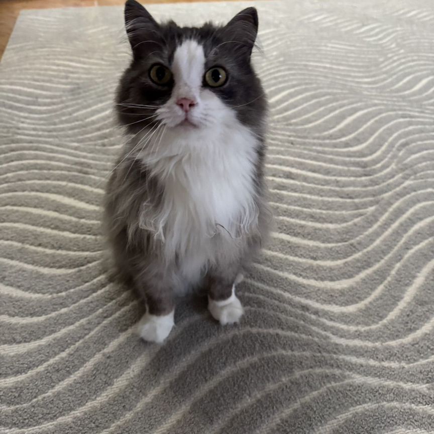 Кот в добрые руки