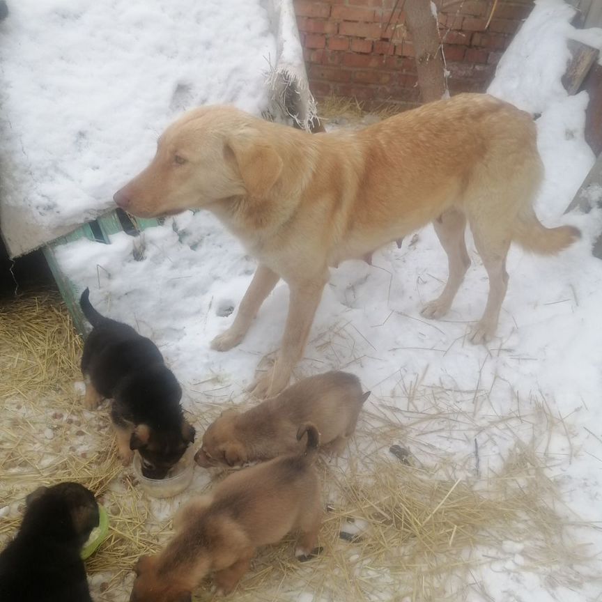 Щенок в добрые руки