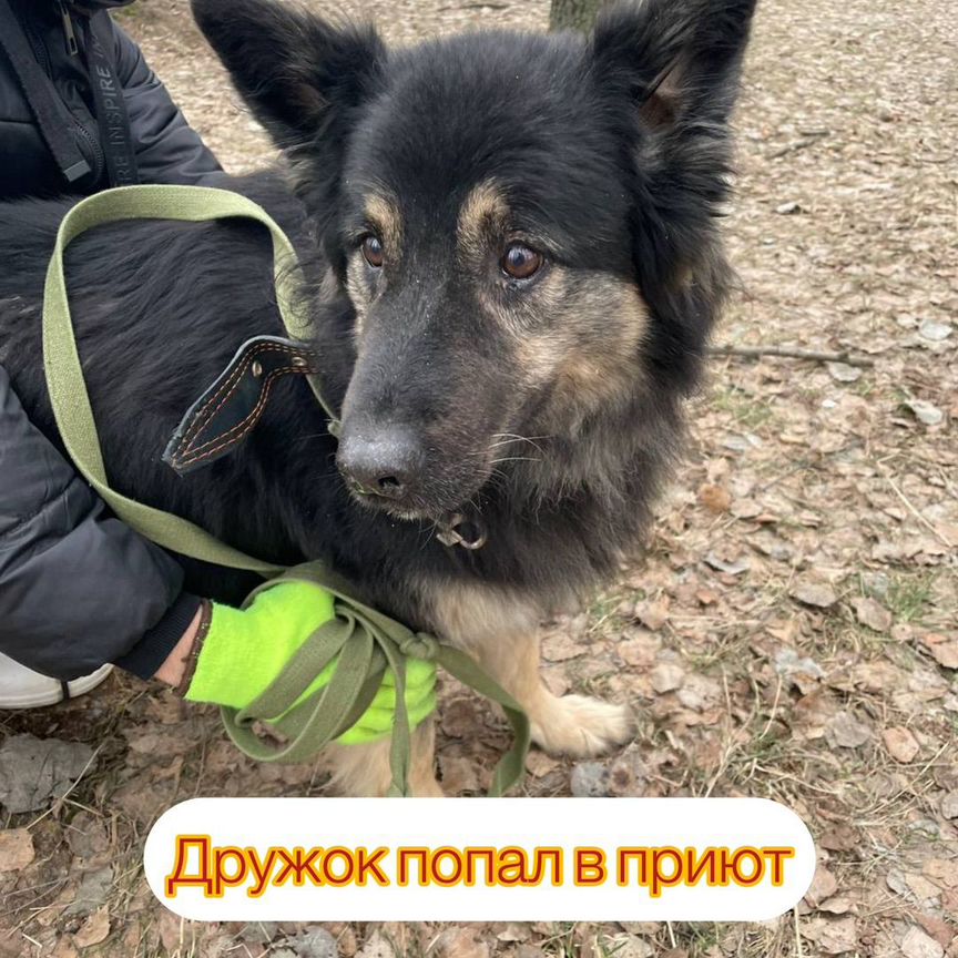 Дружок попал в приют