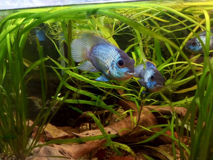 Нанакара неон блю семья, бесплатно