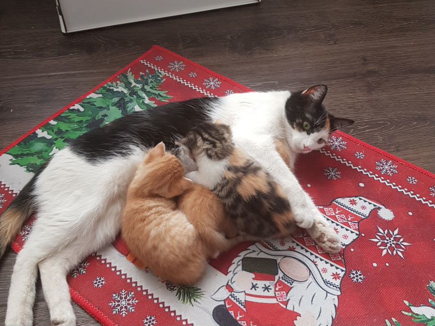 Котята в добрые руки