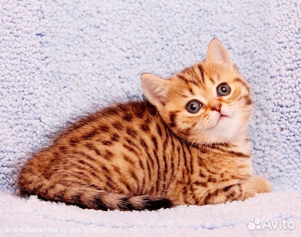 Британские котята золотые