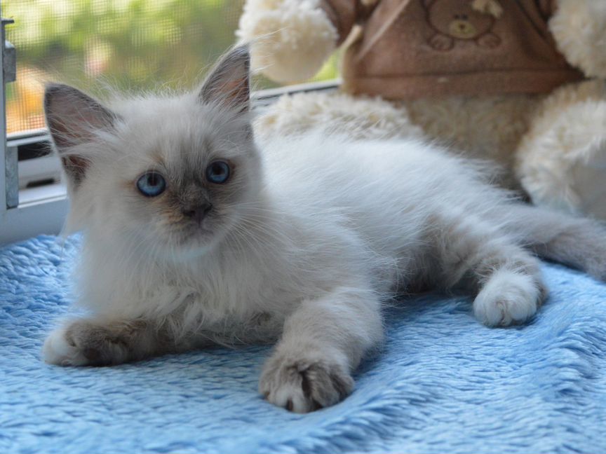 Котик 1,5 мес