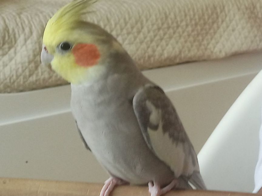 Попугай корелла мальчик