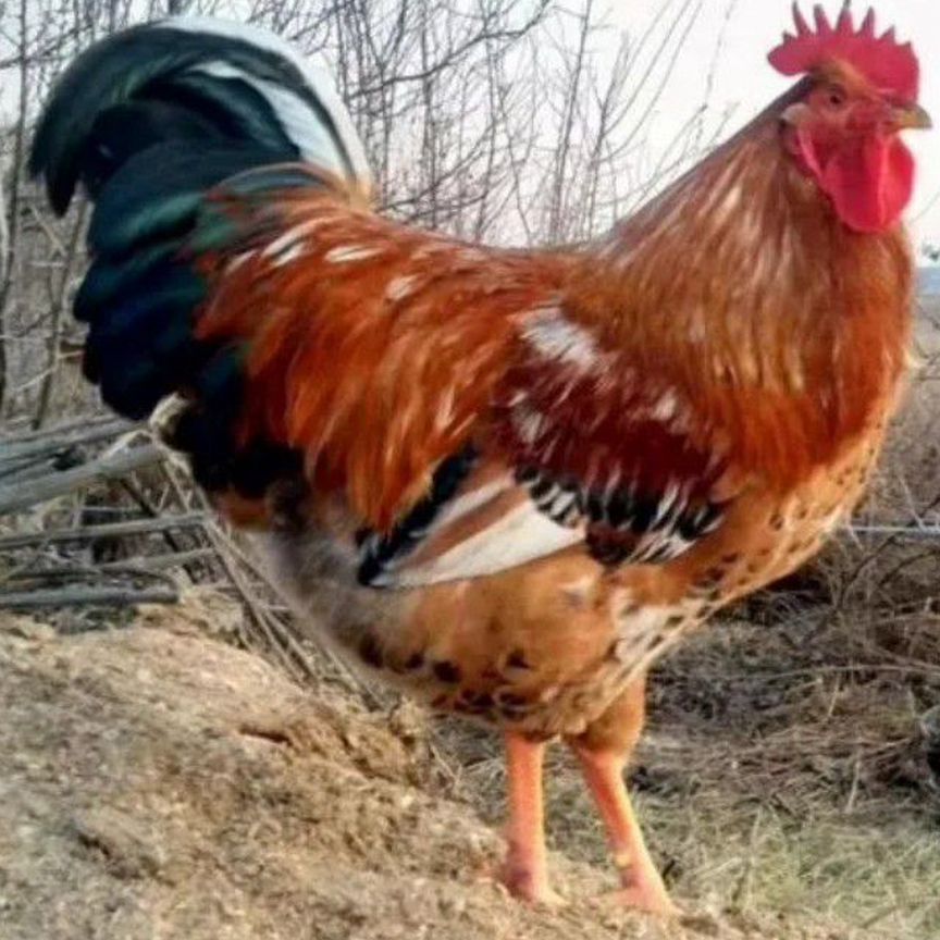 Домашние молодые петухи