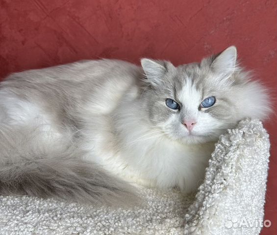 Питомник закрывается мальчик рэгдолл