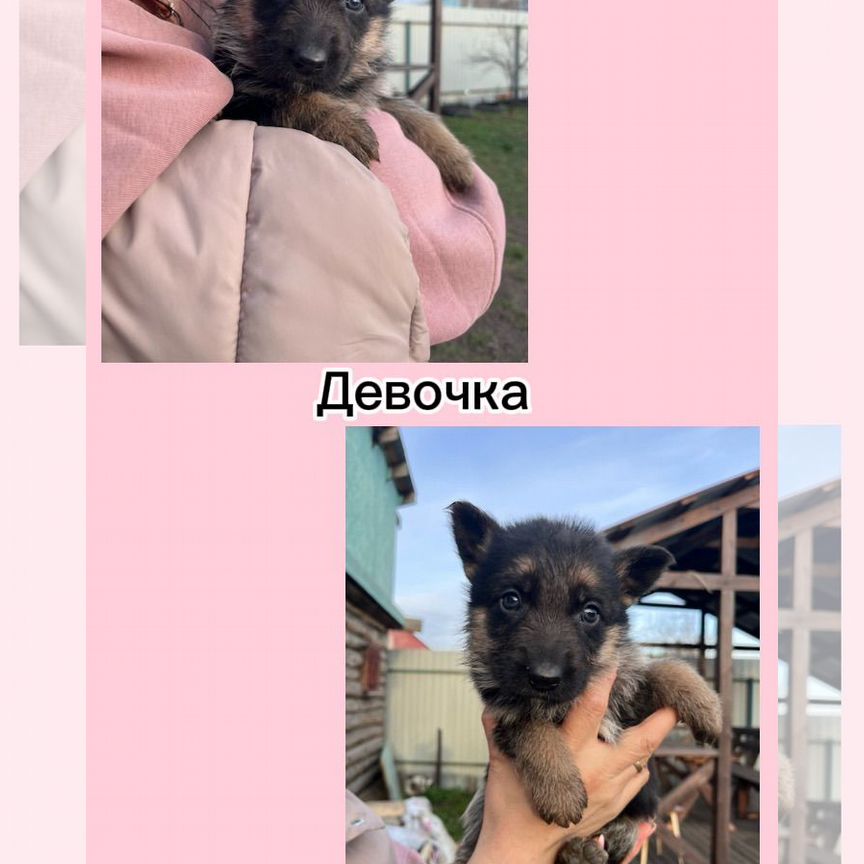 Немецкая овчарка, щенок