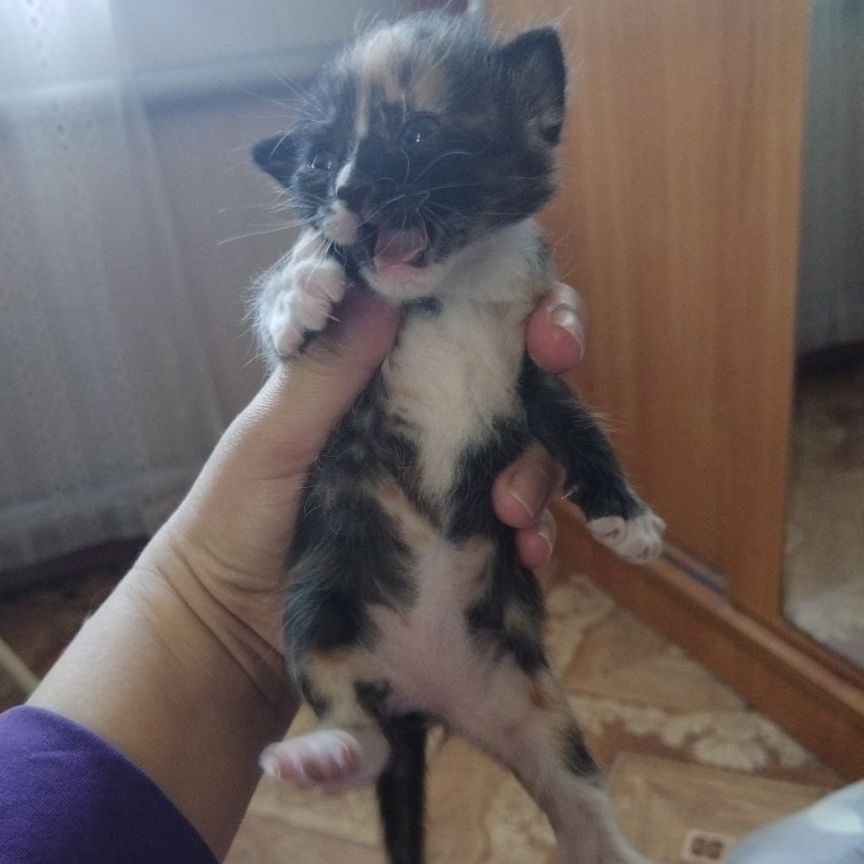 Европейский короткошёрстный котёнок