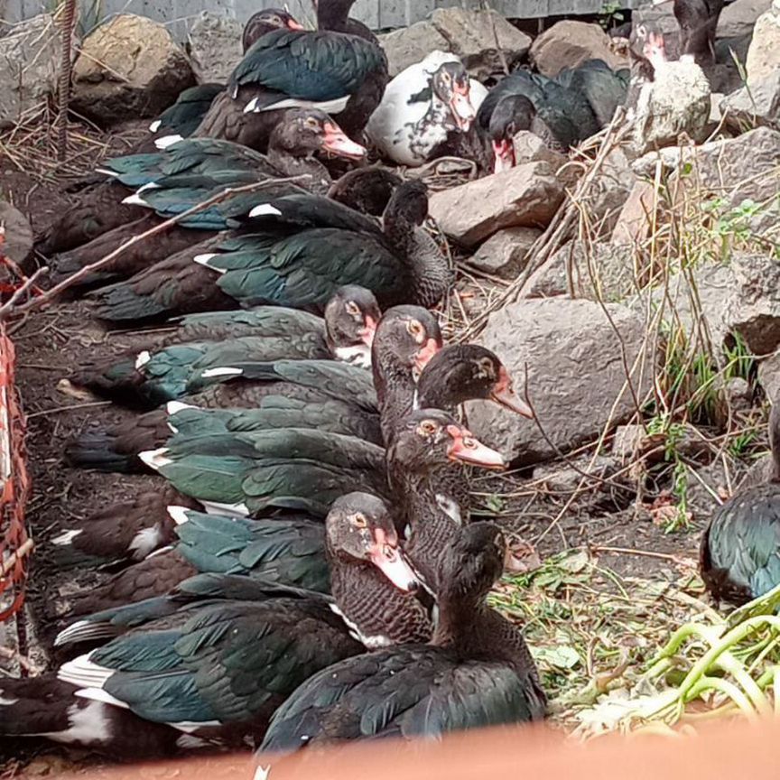 Мускусные утки