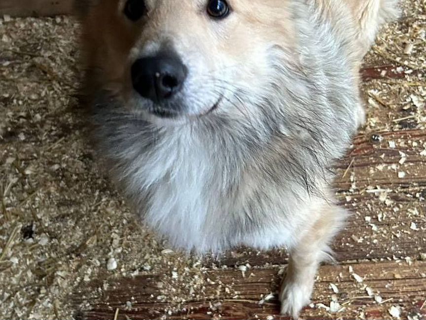 Пес из приюта ищет дом