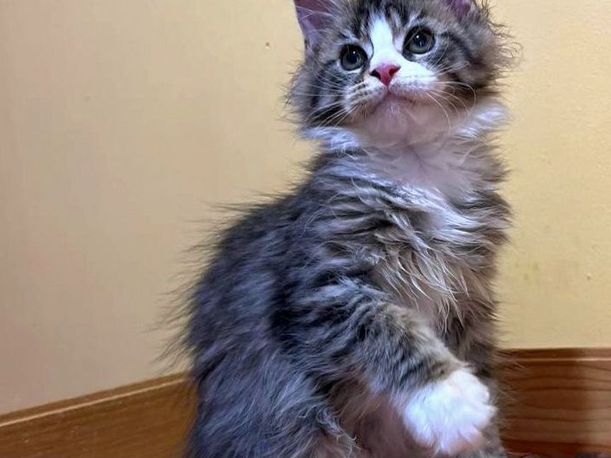 Мейн-кун с документами