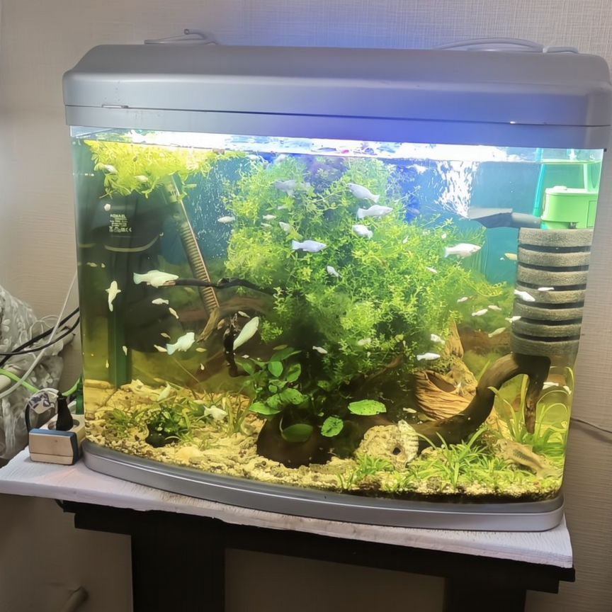 Аквариум с рыбками