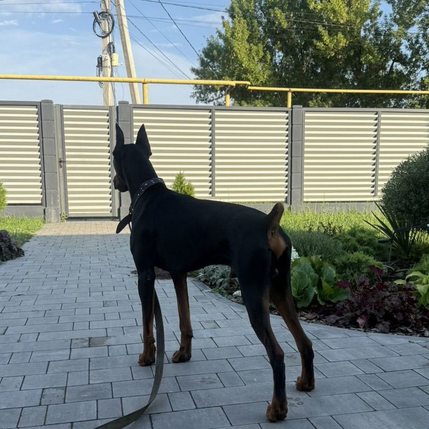 Доберман, щенок