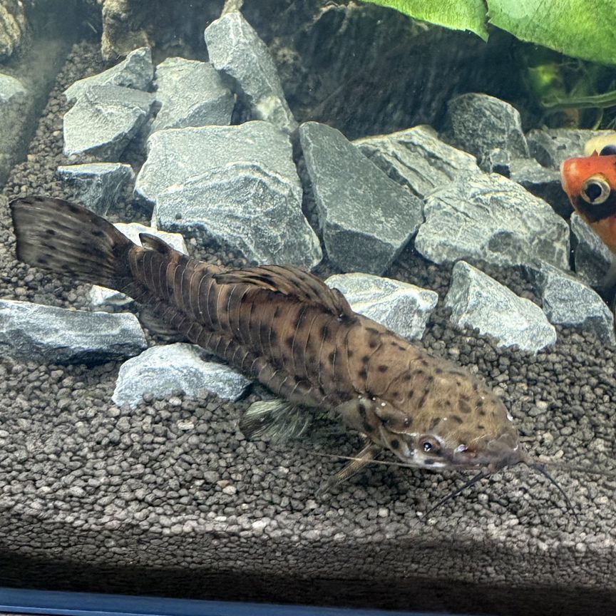 Сом таракатум