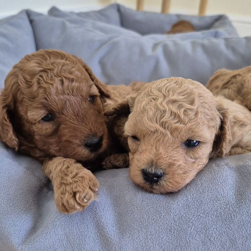 Пудель, щенок