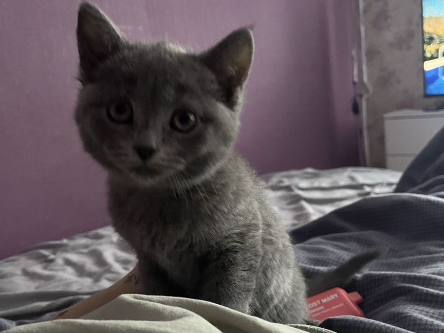 Британские котята