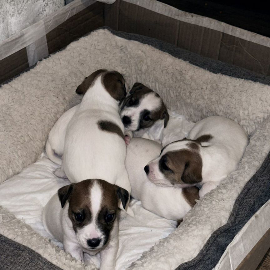 Джек-рассел-терьер, щенок