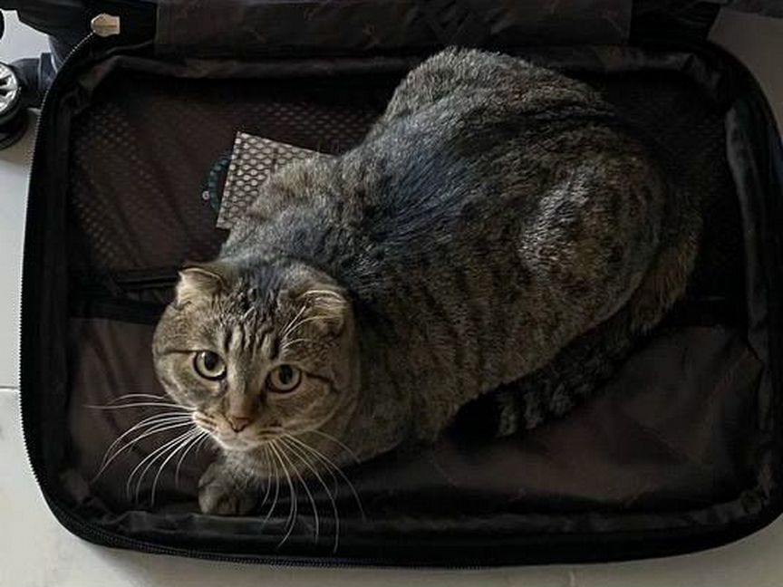 Отдам бесплатно в добрые руки